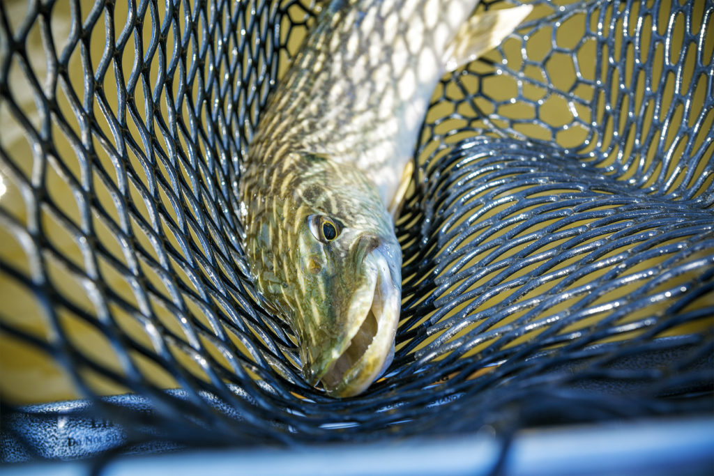 FAO: Freshwater & Ocean Fisheries Need a New Vision for Sustainability