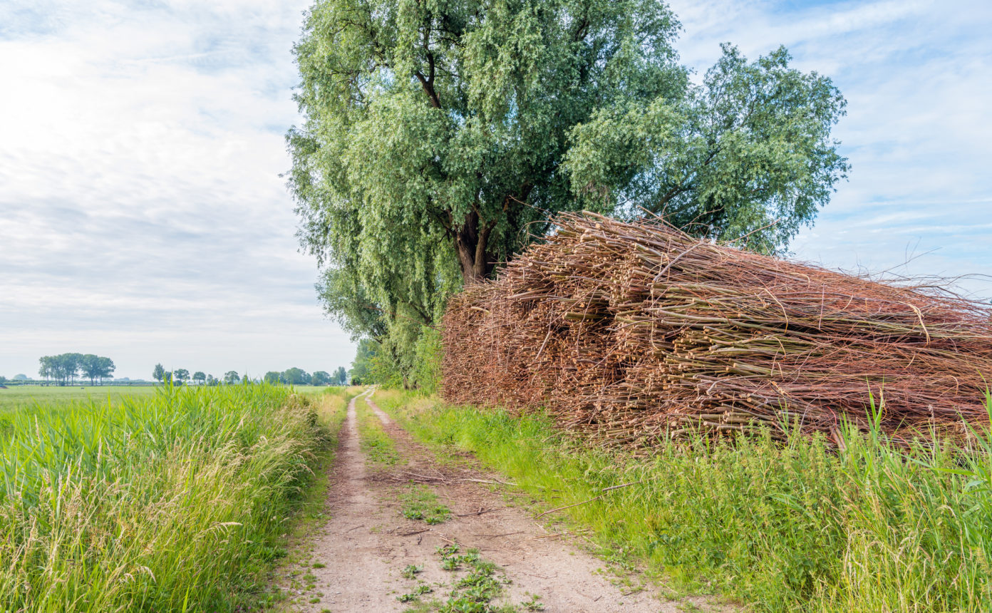 Improving Rural Wastewater with Short-Rotation Willow Coppice