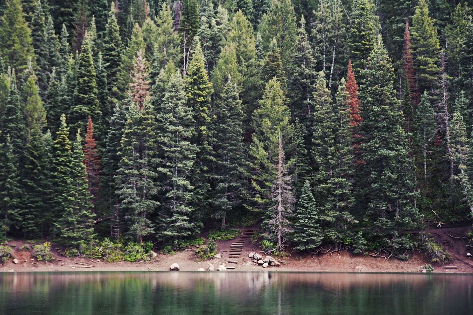 USask research aims to identify how ‘thirsty’ forests affect water ...