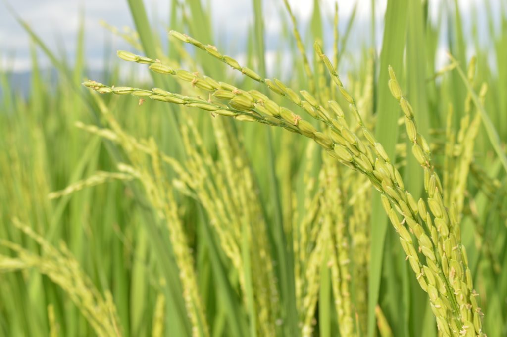 Engineered Rice with Fewer Stomata Consumes Less Water - Water Canada